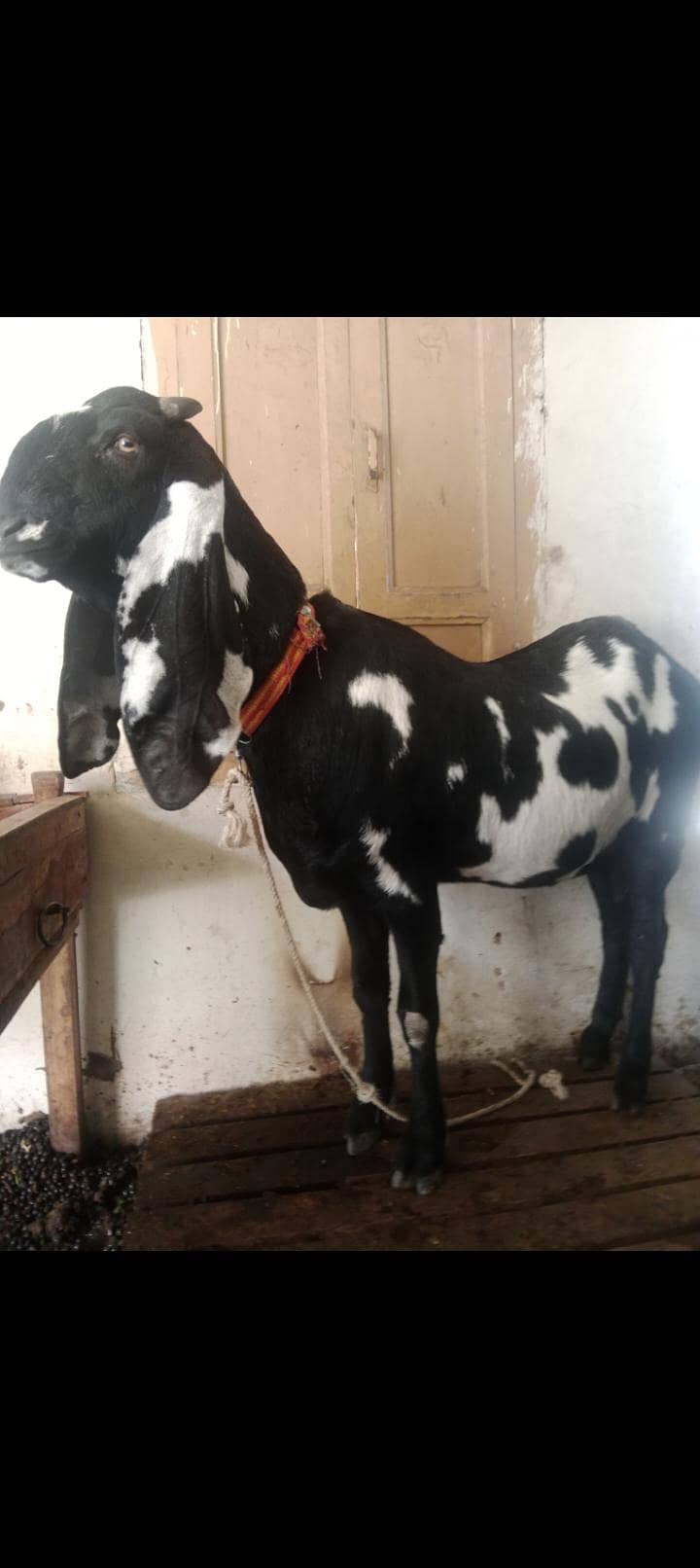 mo sa abi 8 dant hoi ha 2nd sowa ha 03104323502 - Goats - 1110265831