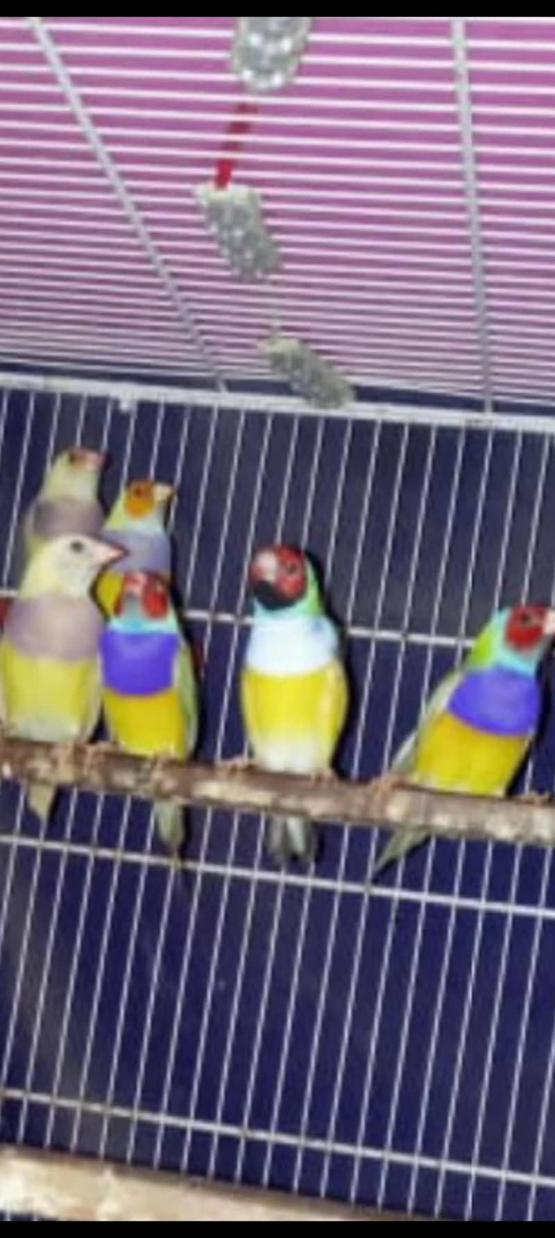 Goldian - Finches - 1110265944