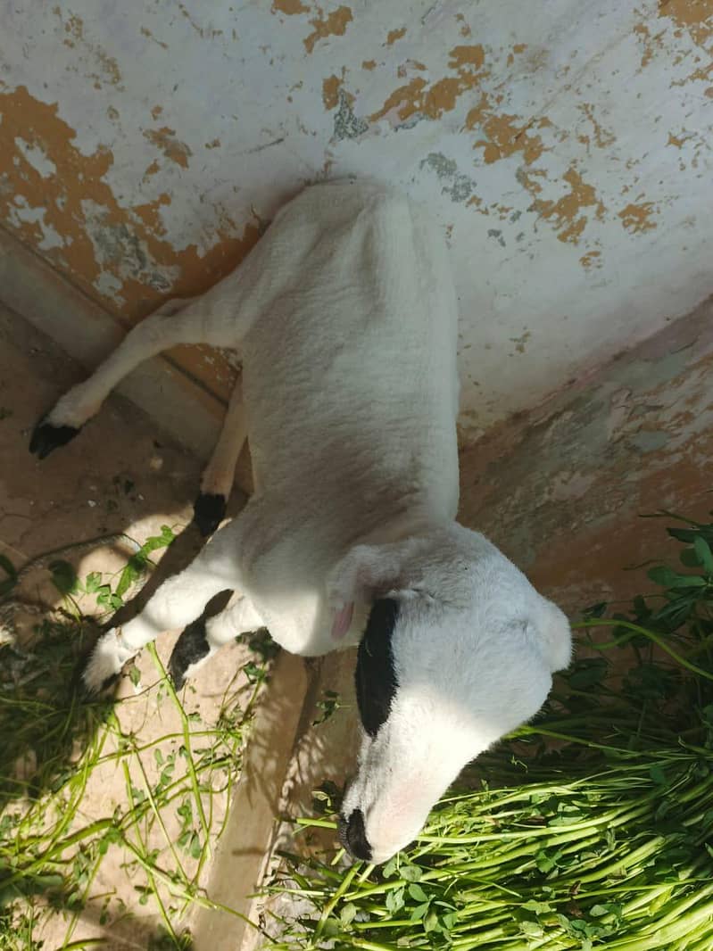 Dumba Male Khara Mundra Long neck 3 months+ age - Sheep - 1110266871
