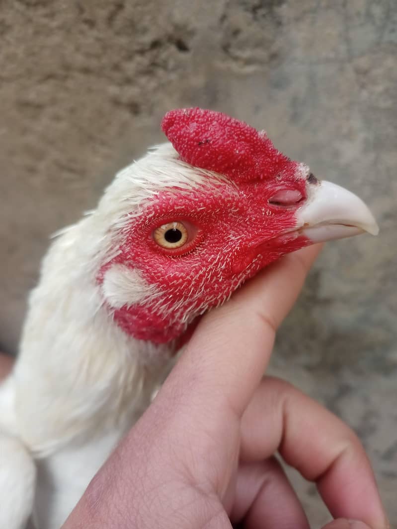 Pure Aseel heera hen/paper white Aseel pathy/ Murga /white heera - Hens ...