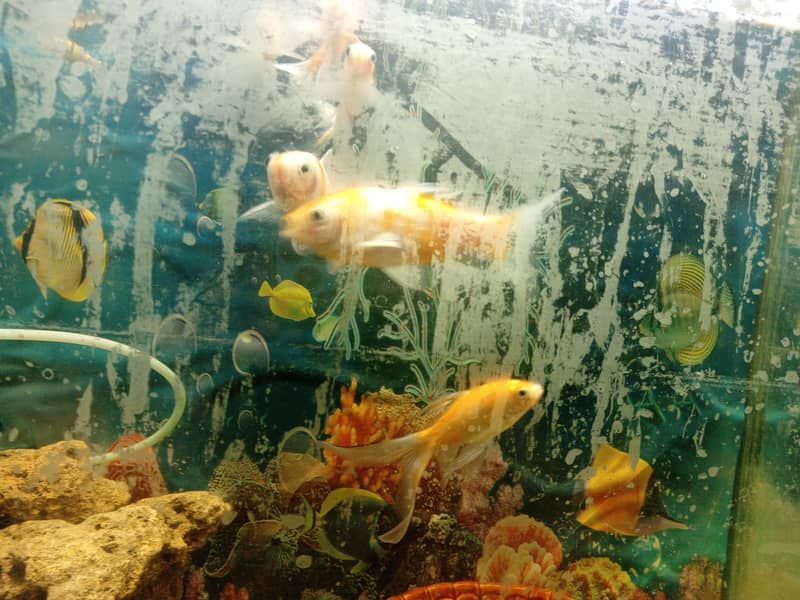 Betta fish and gold fish available - Fish - 1110271707