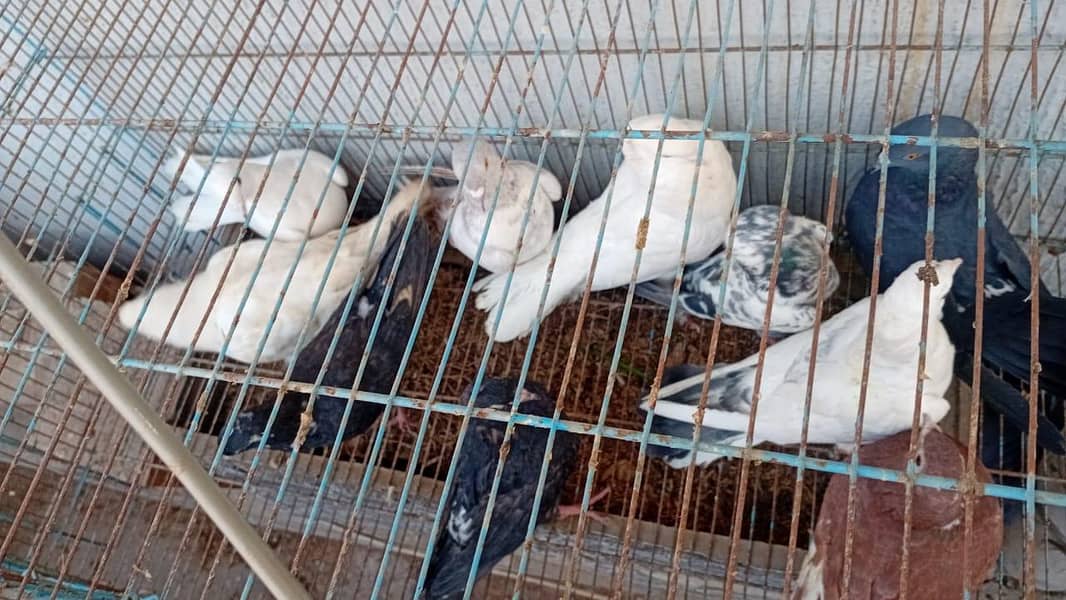 Simple fancy pigeons available - Pigeons - 1110273304