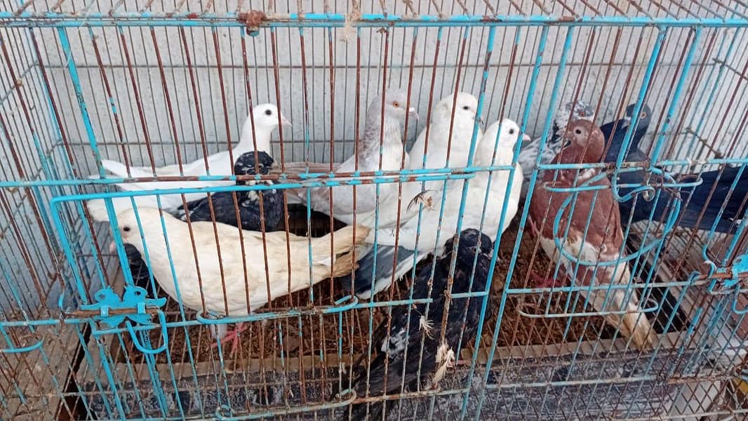 Simple fancy pigeons available - Pigeons - 1110273304