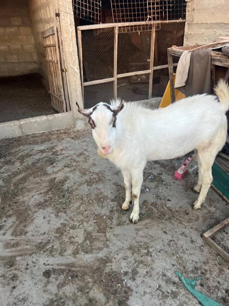 Bakra 2 teeth ando - Goats - 1110273761