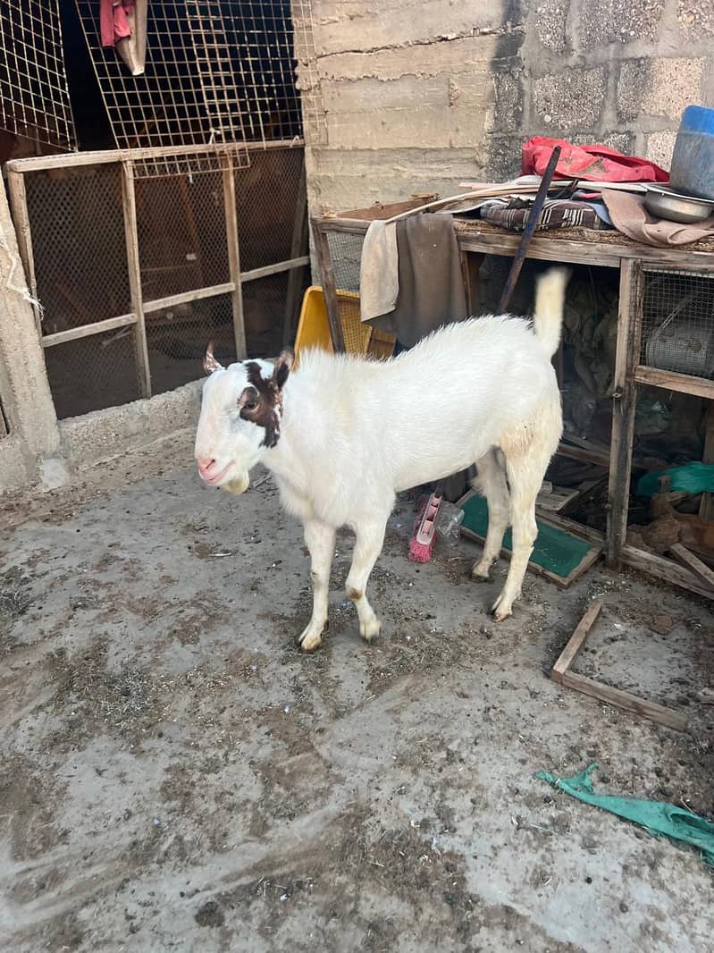 Bakra 2 teeth ando - Goats - 1110273761