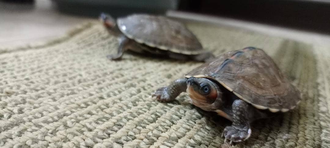 (land/water) red-bellied short-neck turtle (pair of 2) - Other Animals ...