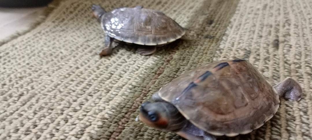 (land/water) red-bellied short-neck turtle (pair of 2) - Other Animals ...