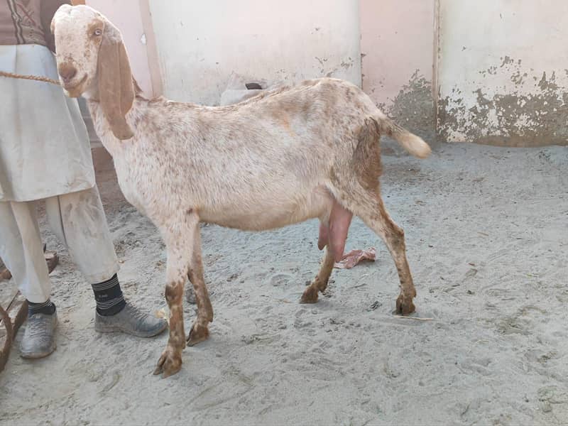 Makki cheeni bakri goat pregnant - Goats - 1110278074