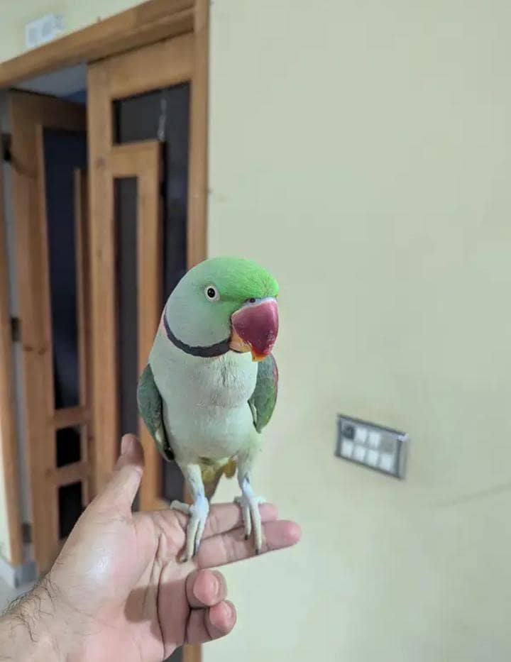 kashmiri the parrot for sale connect number WhatsApp 0308=3636=156 ...