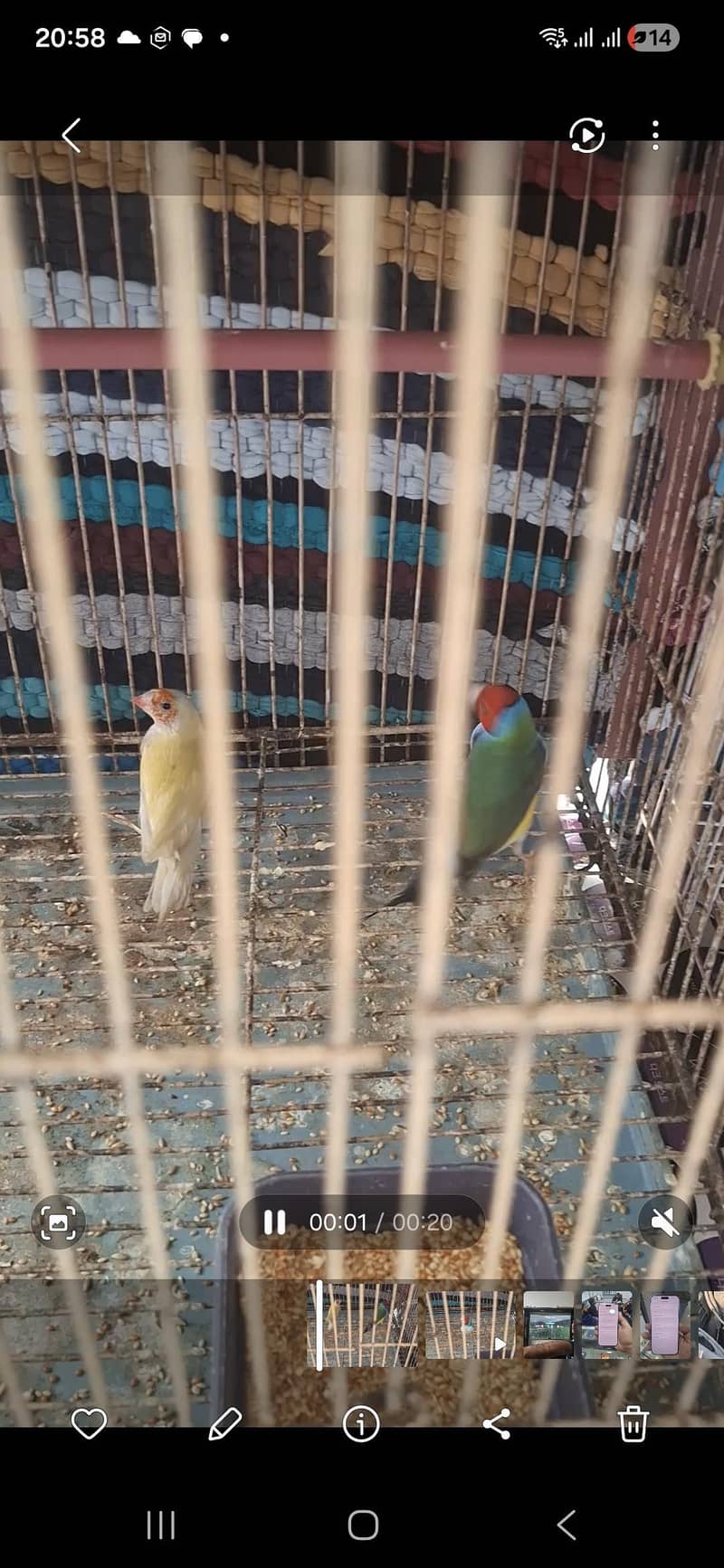 Lady Goldain - Finches - 1110279663