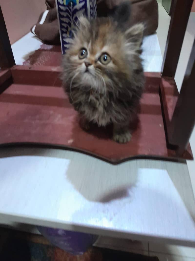 Persian cat two month old active cat - Cats - 1110281146