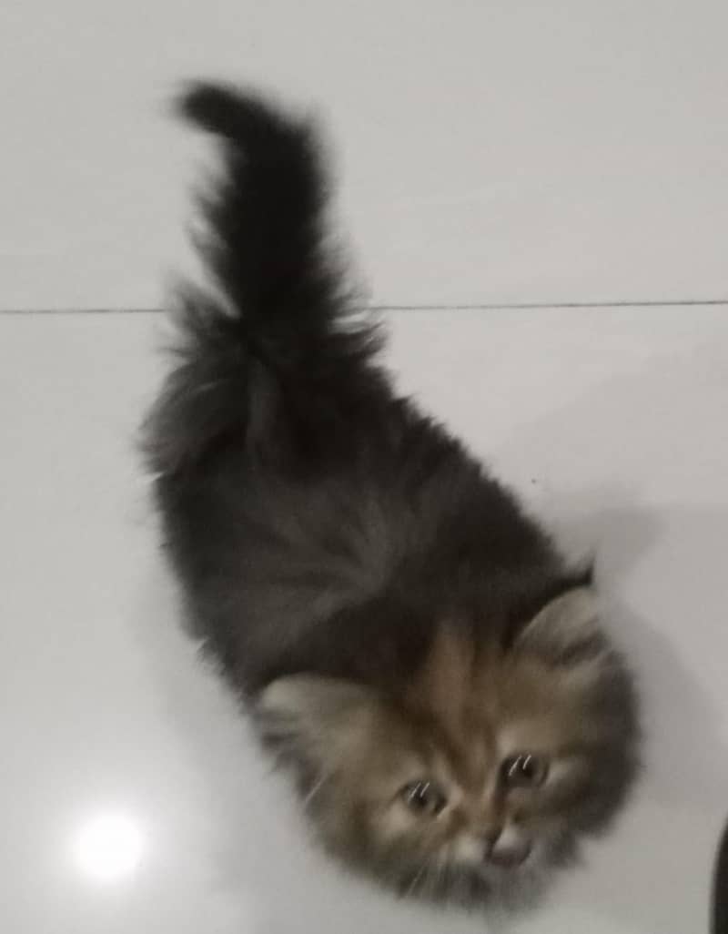 Persian cat two month old active cat - Cats - 1110281146