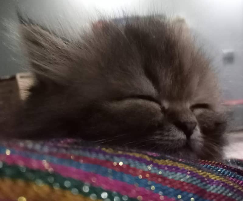 Persian cat two month old active cat - Cats - 1110281146