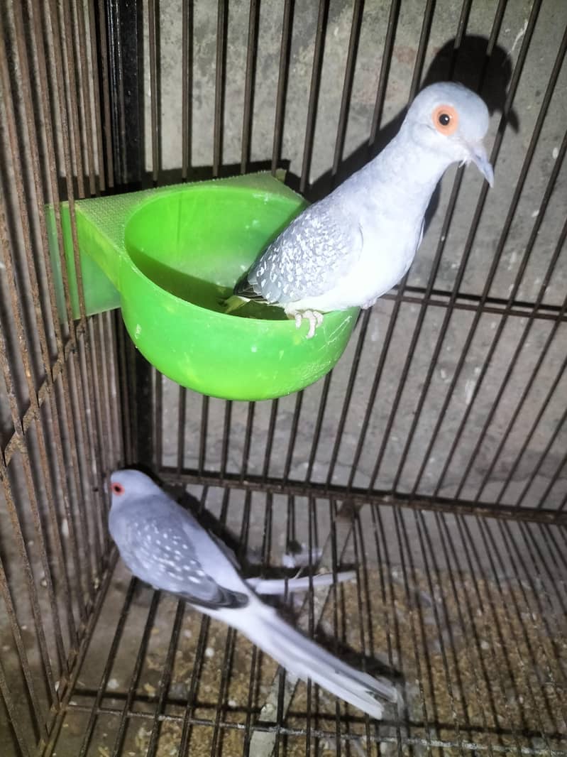 China Dove - Doves - 1110282213