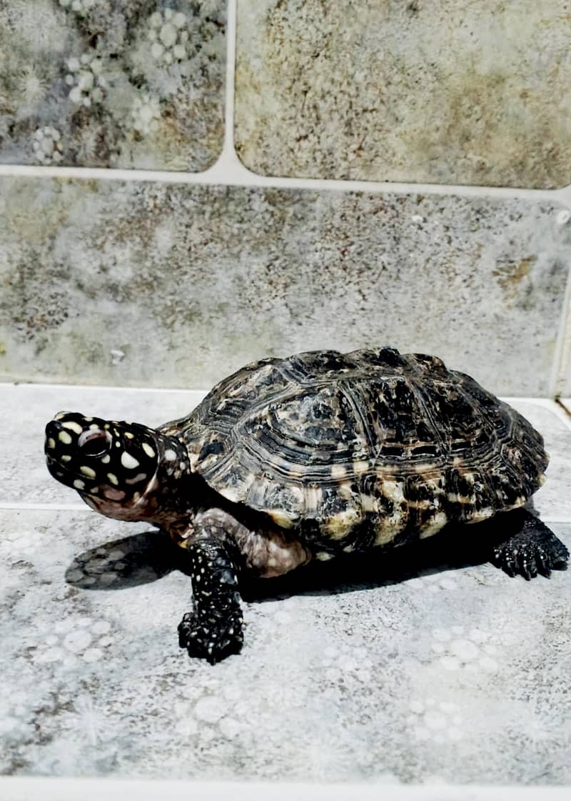 3 Turtles - Other Animals - 1110283104