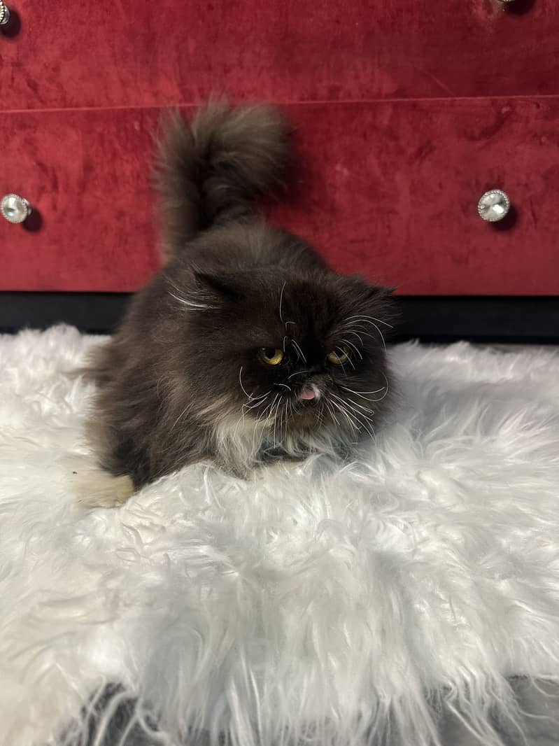 Extreme Peke punch face cat - Cats - 1110284263