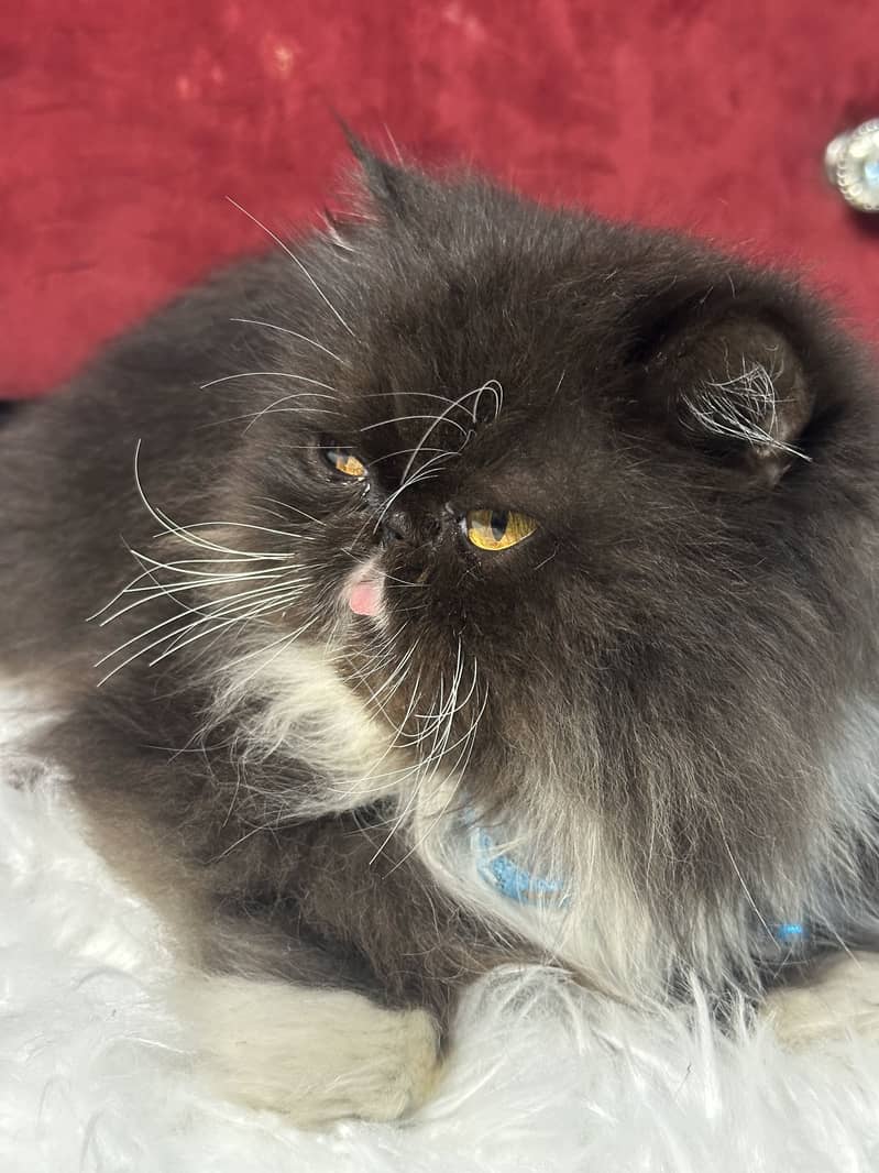 Extreme Peke punch face cat - Cats - 1110284263