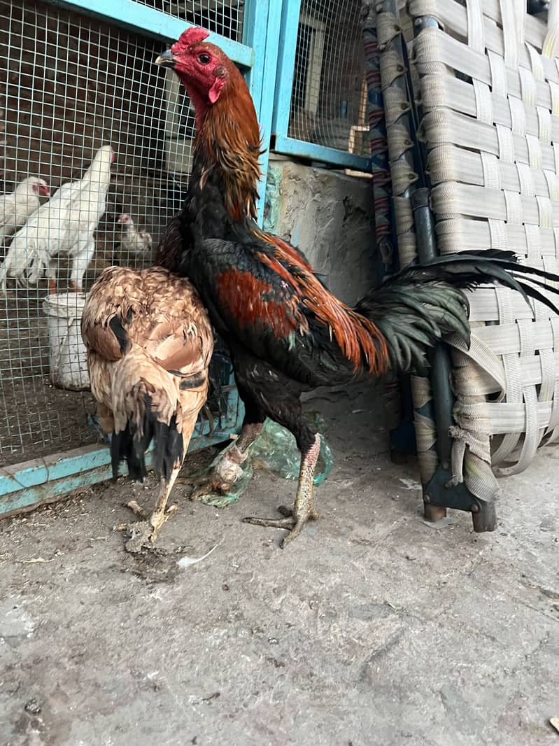 Pure white oh shamoo chicks and dragon pakye male and Female - Hens ...