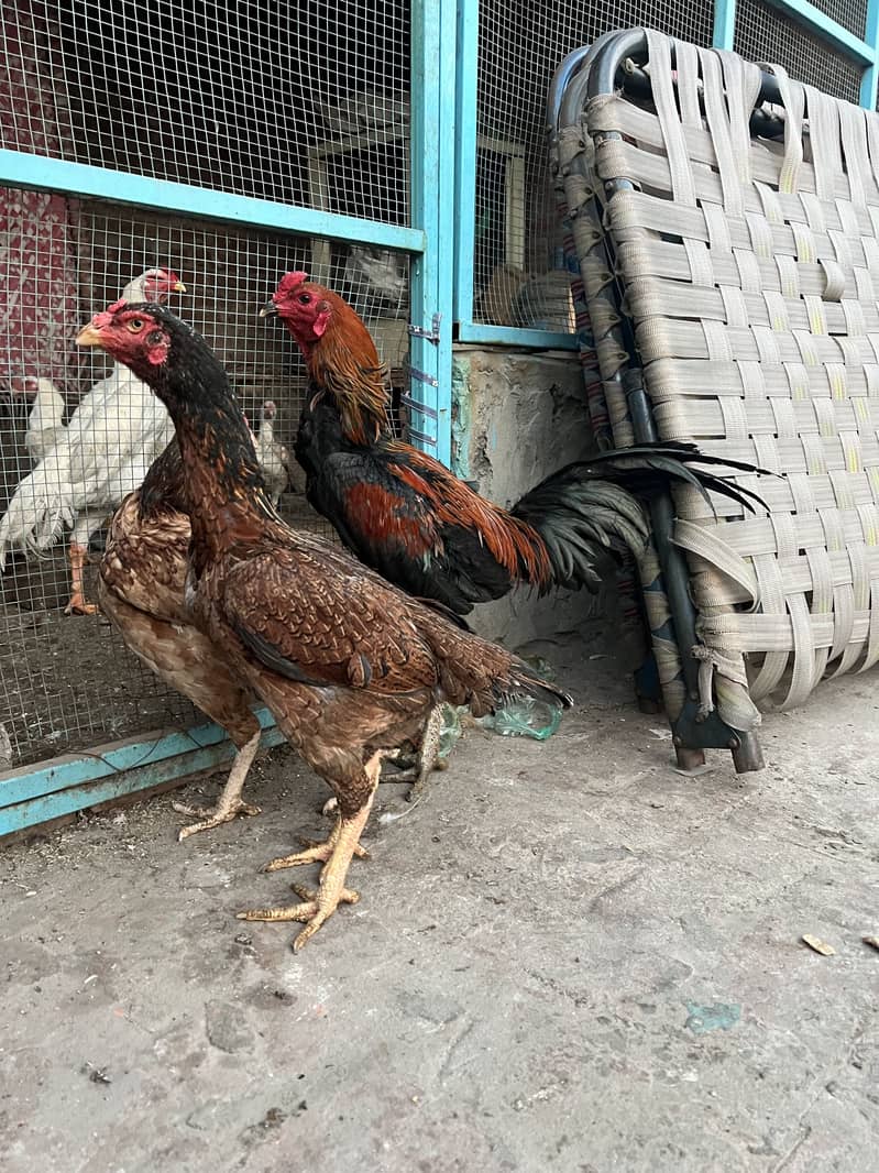 Pure white oh shamoo chicks and dragon pakye male and Female - Hens ...
