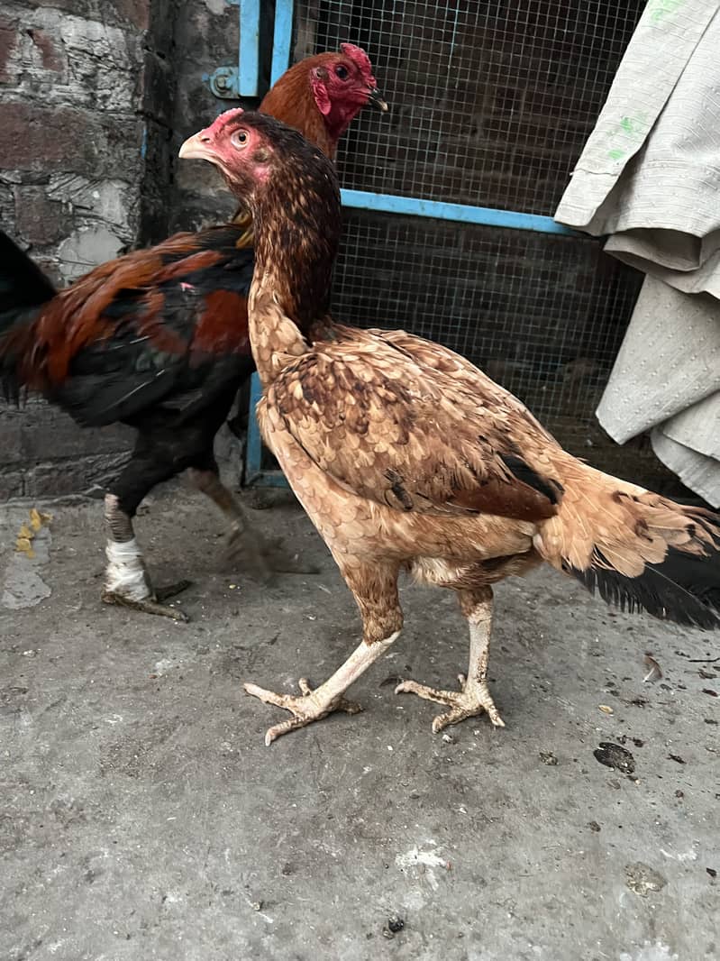 Pure white oh shamoo chicks and dragon pakye male and Female - Hens ...