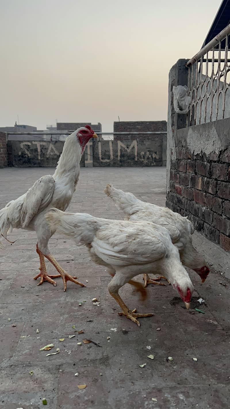 Pure white oh shamoo chicks and dragon pakye male and Female - Hens ...