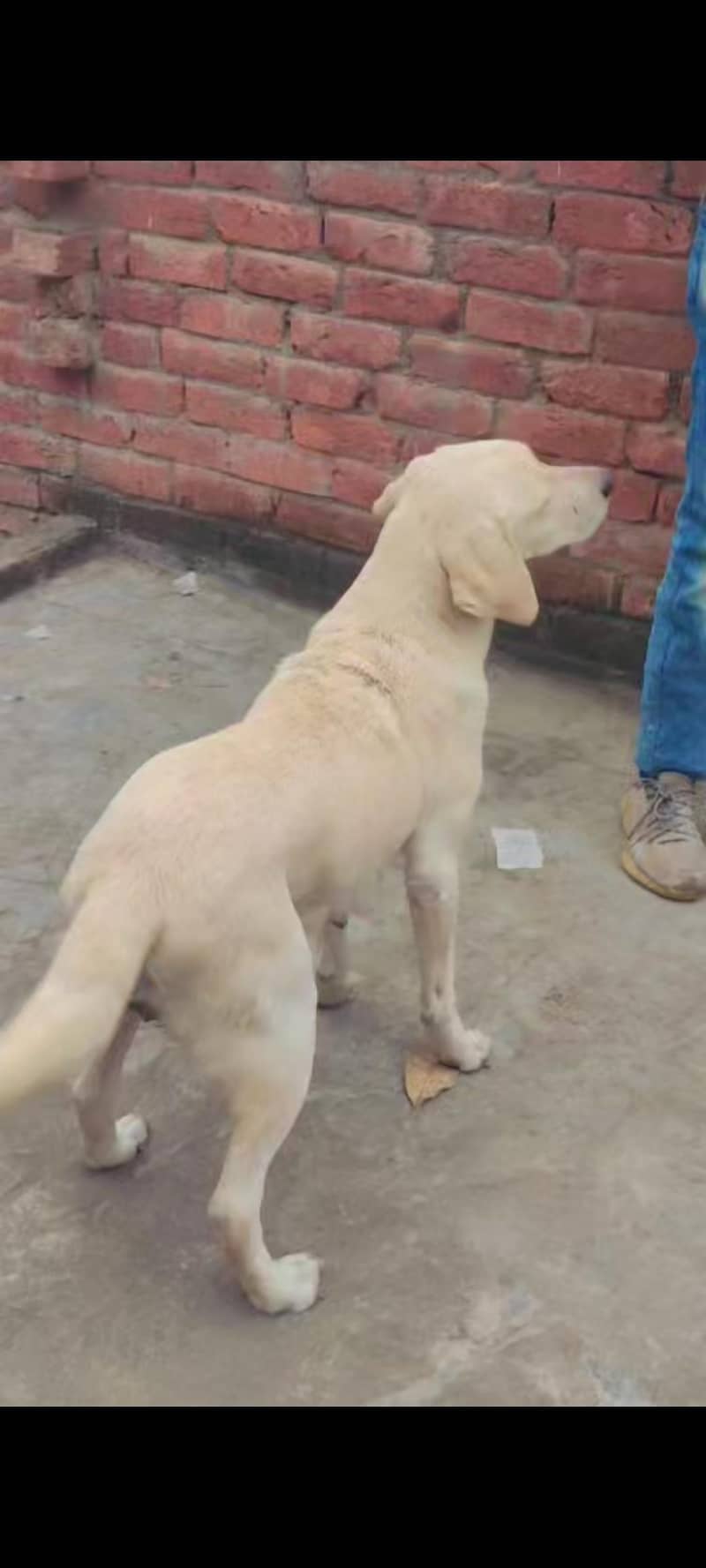 Labrador female - Dogs - 1110290467
