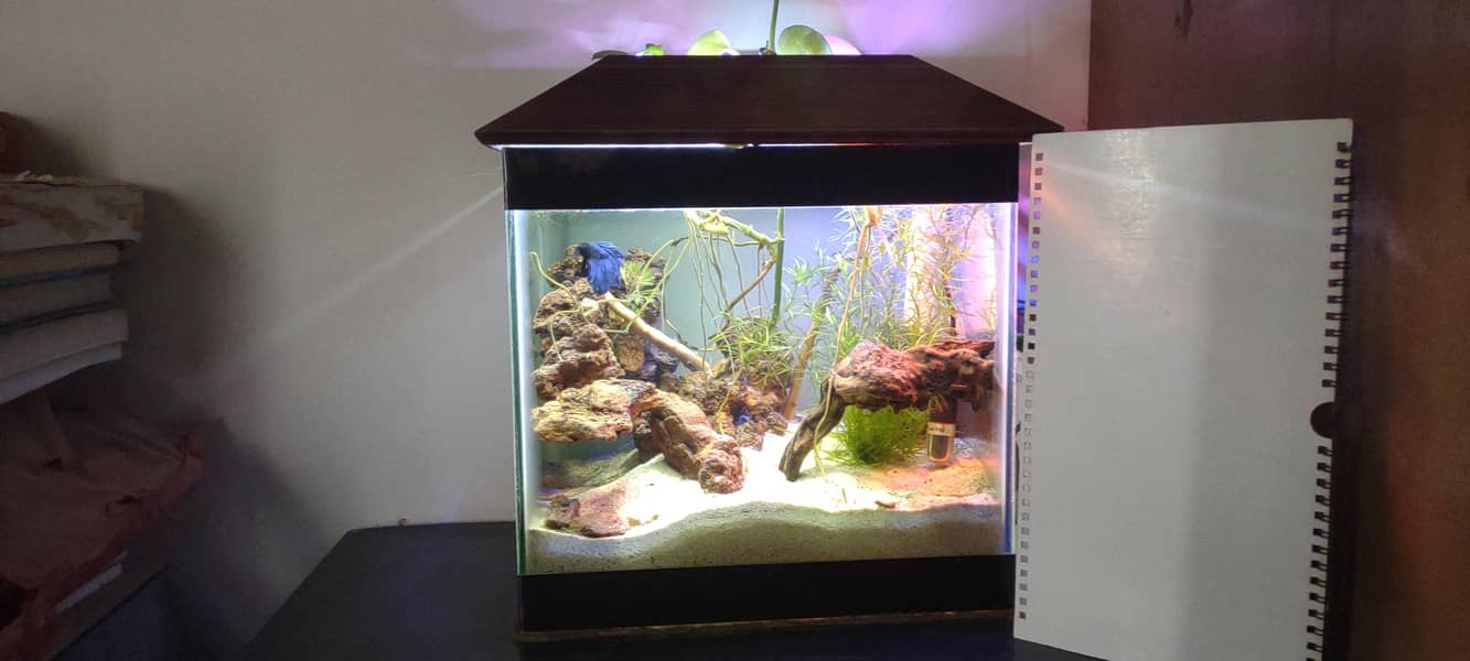 Aquarium with Betta fish - Fish - 1110291490