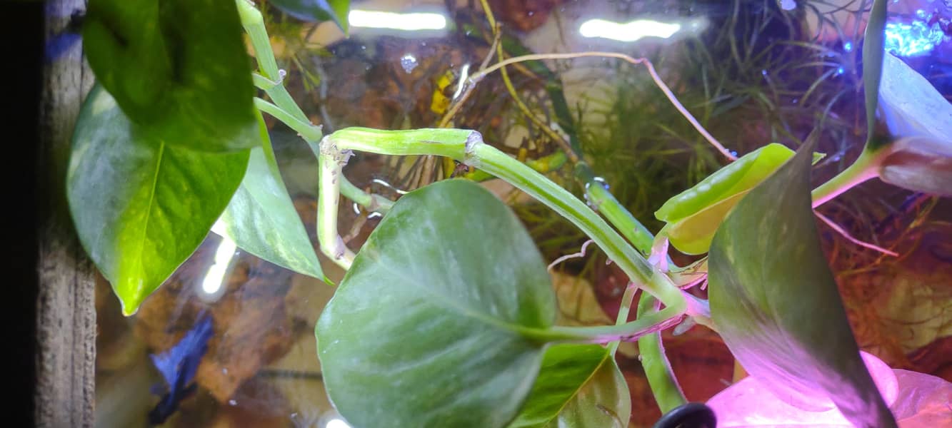 Aquarium with Betta fish - Fish - 1110291490