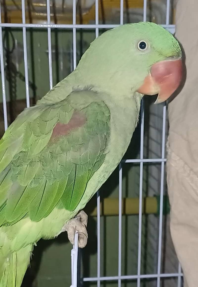 KASHMIRI PAHARI parrot HANDTEM hai or Talking bhi karta hai mazrzi se ...