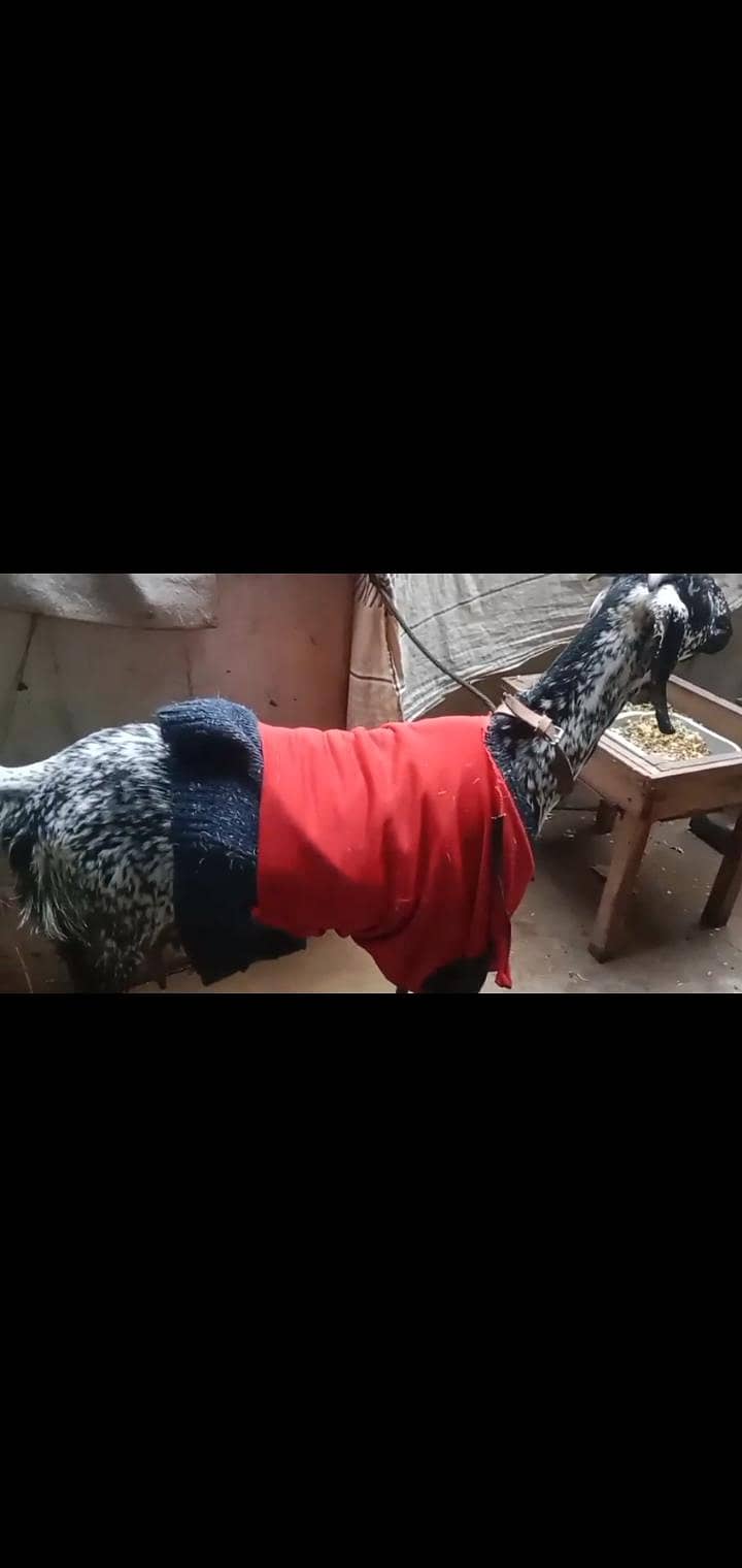 Khalis makkii cheeni bakri with beautiful baby - Goats - 1110292116