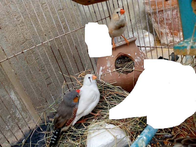 Zebra & Common White Finch - Finches - 1110293028