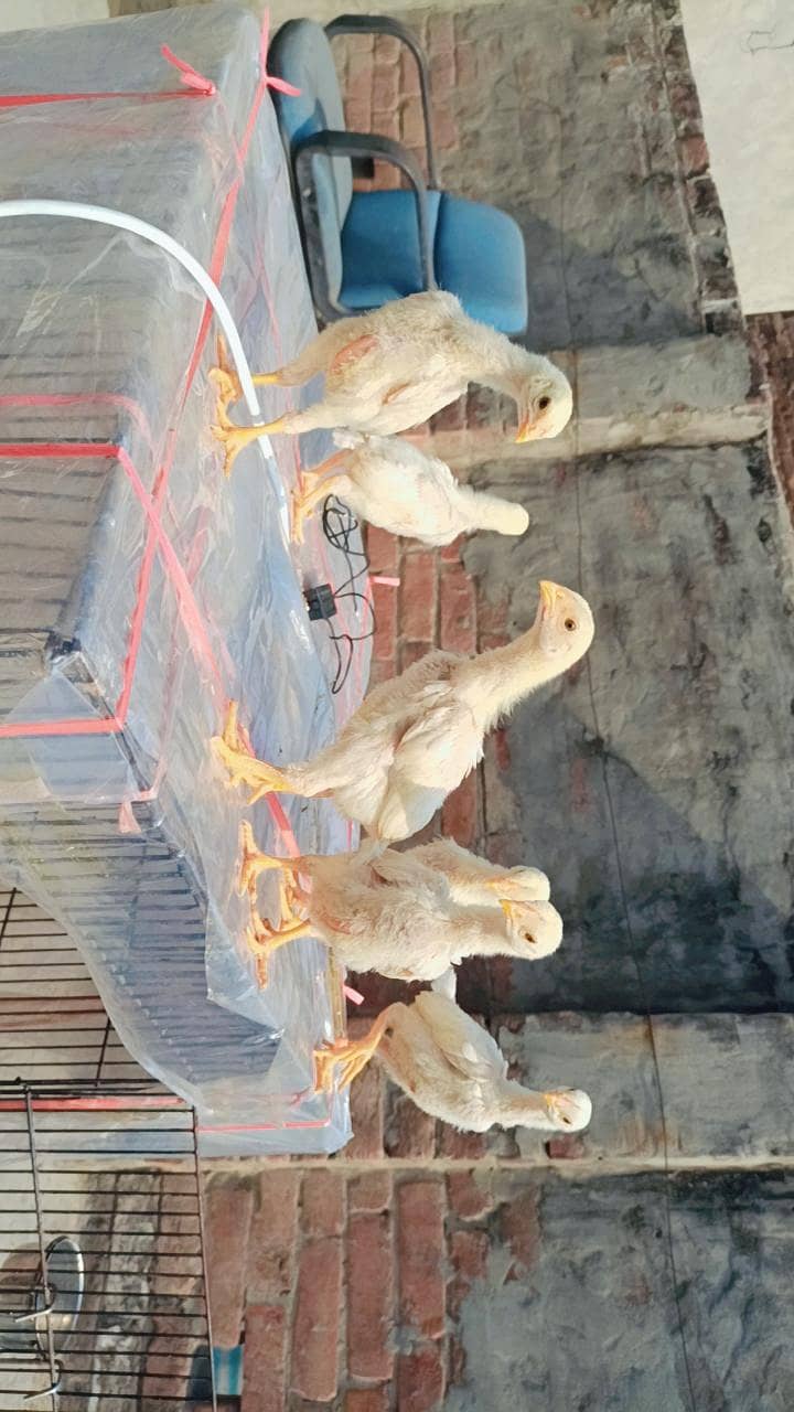 Shamo chicks - Hens - 1110294169