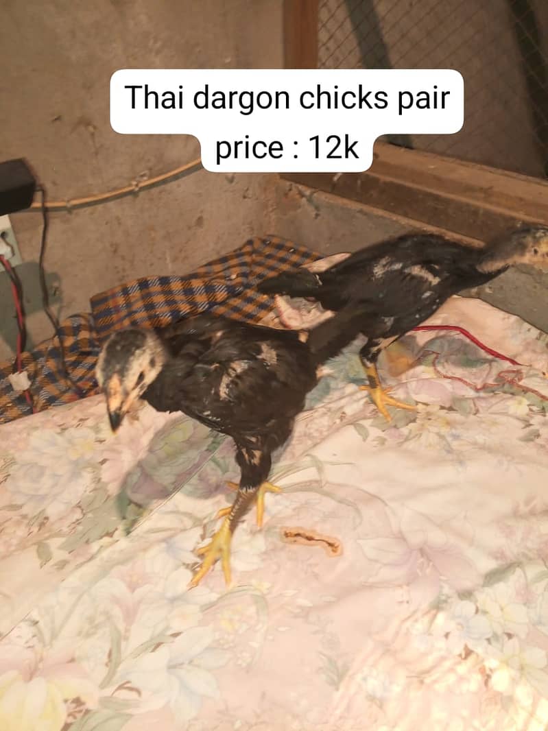 dargon | thai dargon | thai chicks | thai dargon pakistani cross path ...