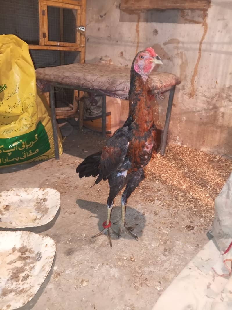 dargon | thai dargon | thai chicks | thai dargon pakistani cross path ...