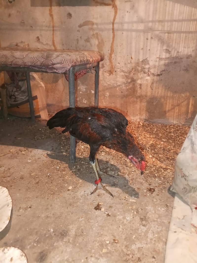 dargon | thai dargon | thai chicks | thai dargon pakistani cross path ...