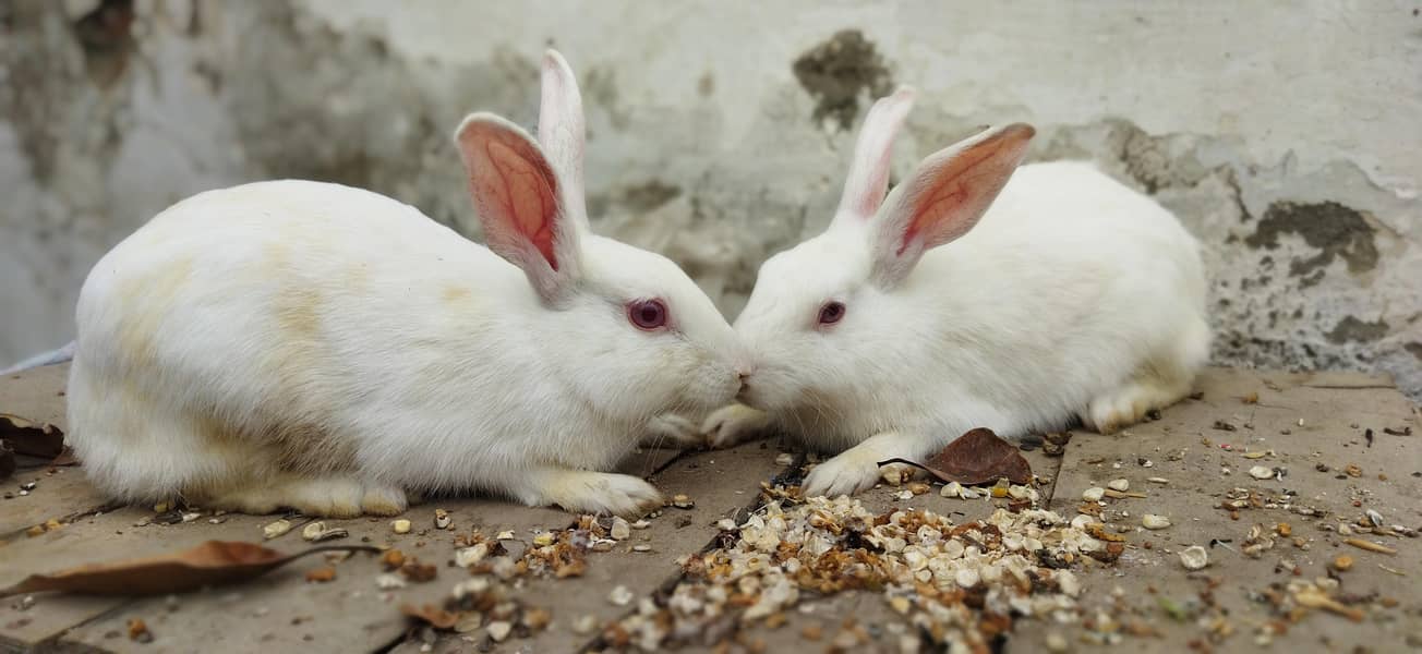 White Red eye Breeder Pair Available - Rabbits - 1109844322