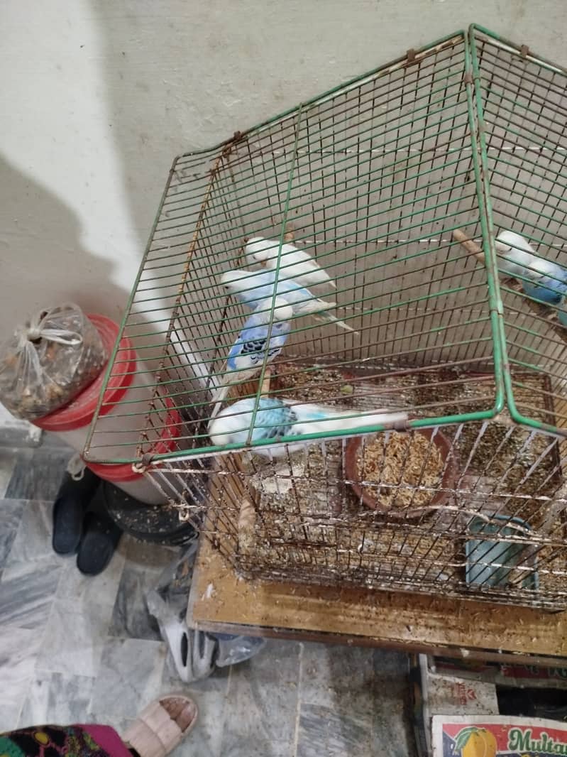 Australian parrots for sale - Parrots - 1110298799