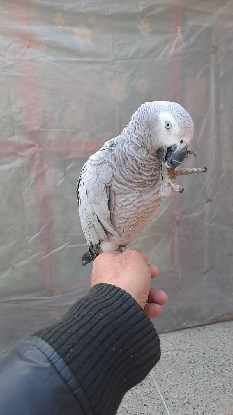 african gray/grey female - Parrots - 1110299055