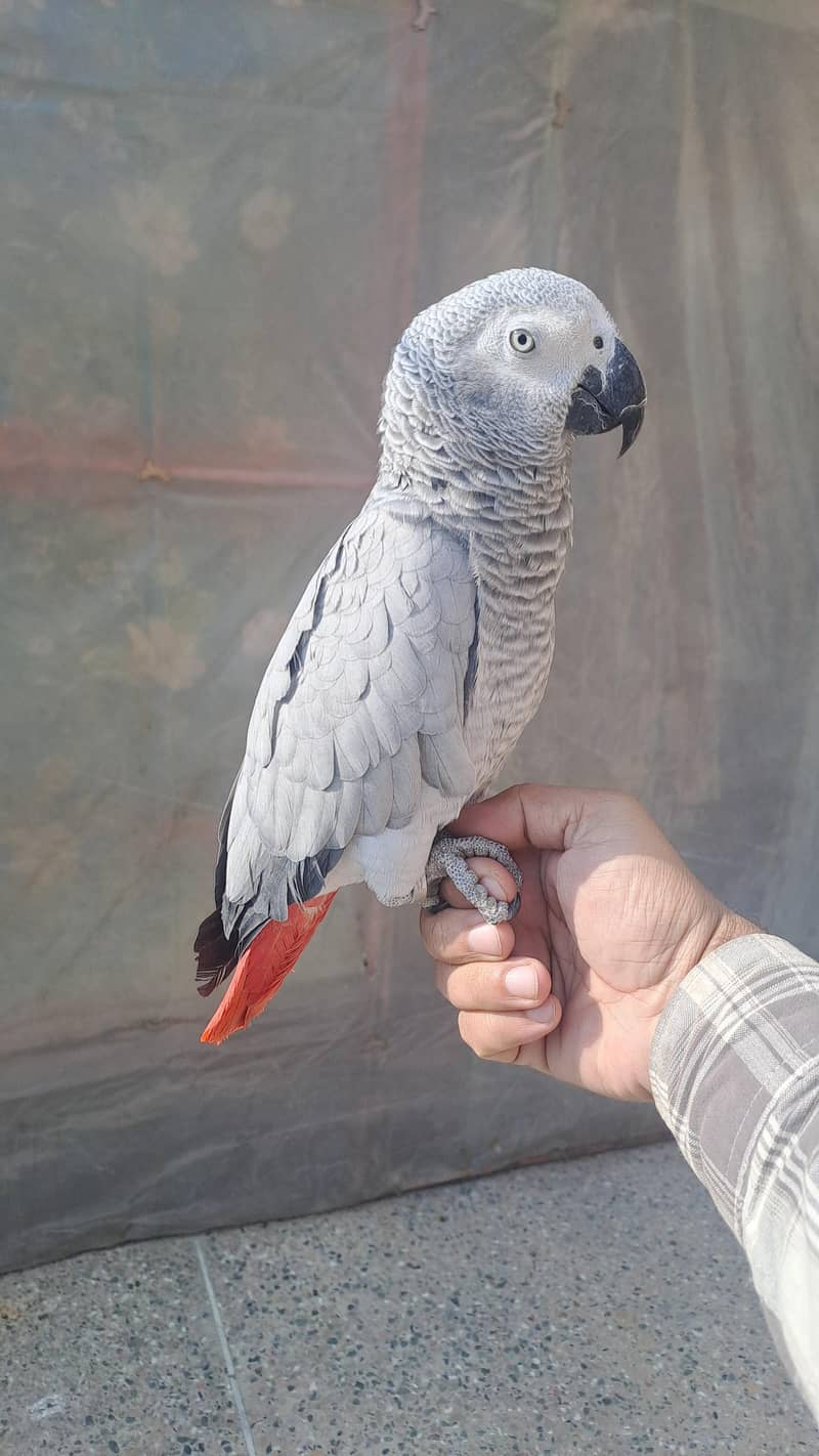 african gray/grey female - Parrots - 1110299055