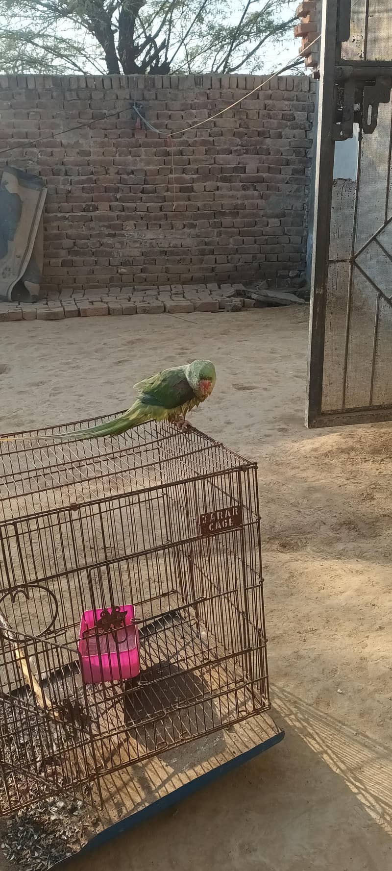 talking bird bahut Achcha Kashmiri Rah - Parrots - 1110299181