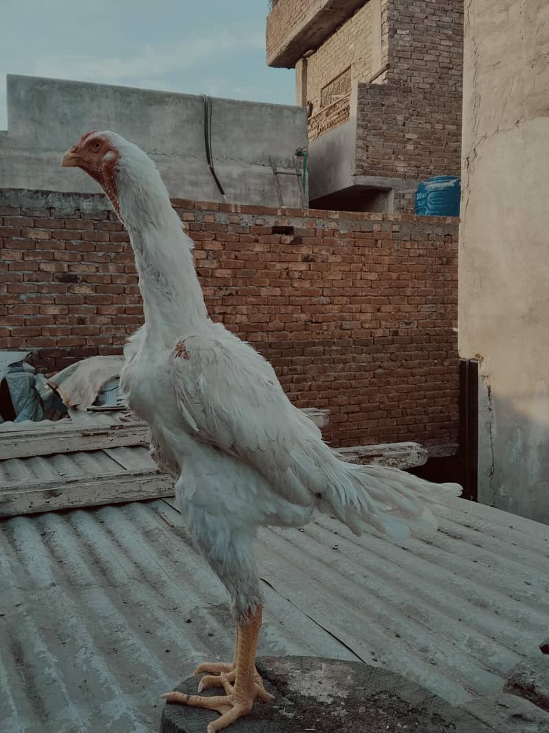 paper white German shamo pair - Hens - 1110300959