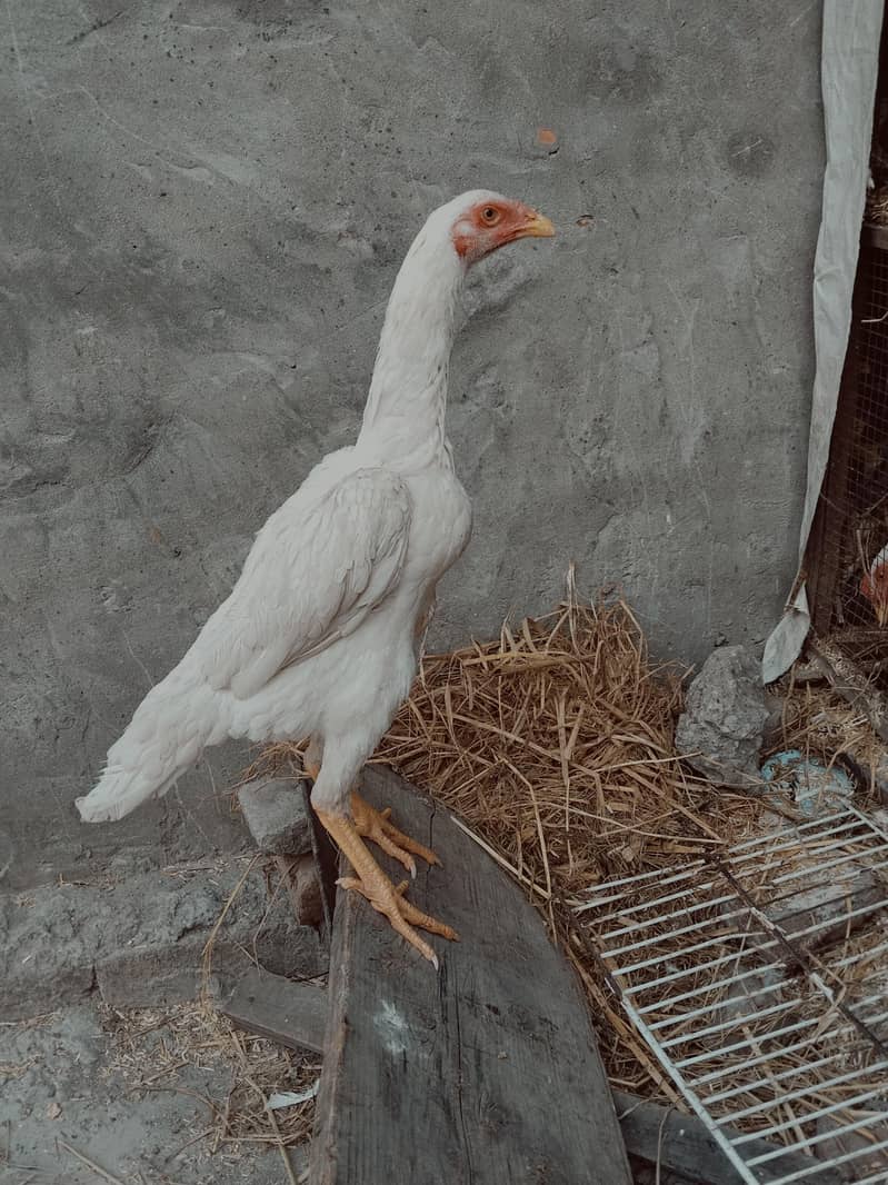 paper white German shamo pair - Hens - 1110300959