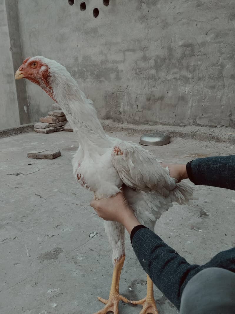 paper white German shamo pair - Hens - 1110300959