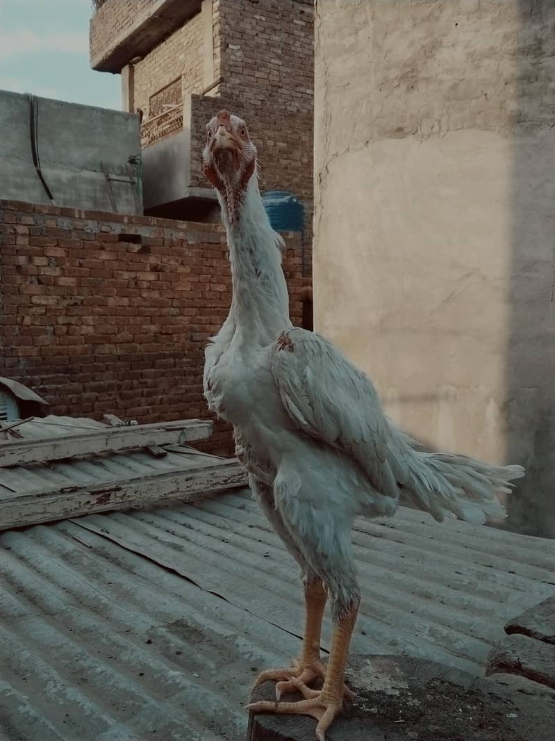 paper white German shamo pair - Hens - 1110300959