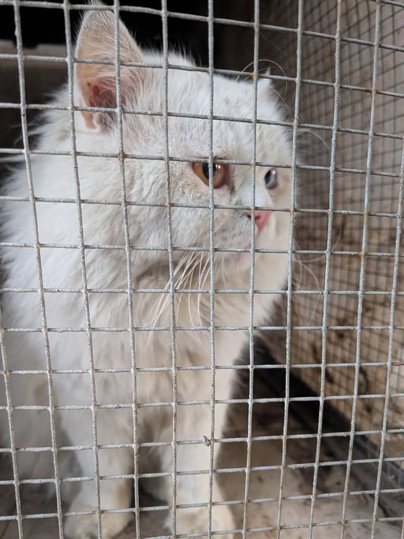 persian semi punch pair cats for sale - Cats - 1110302791