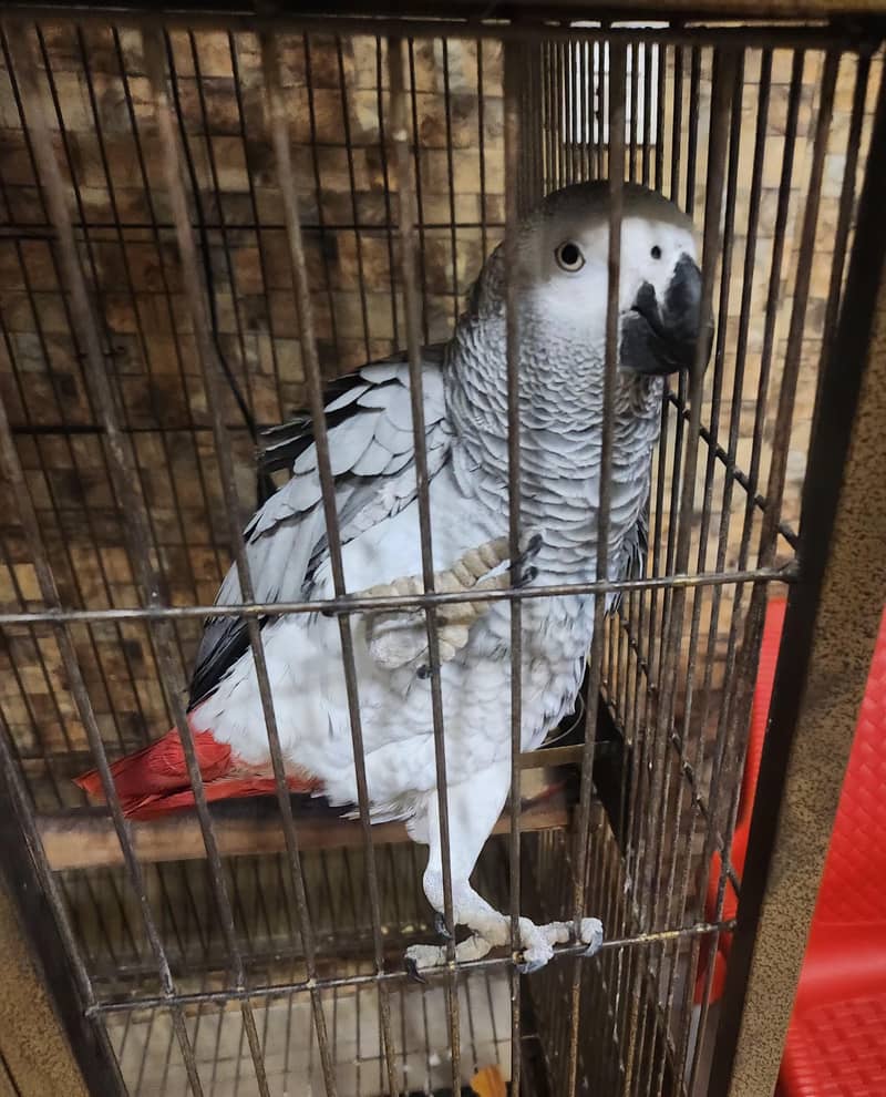 Congo African Grey - Parrots - 1110303961