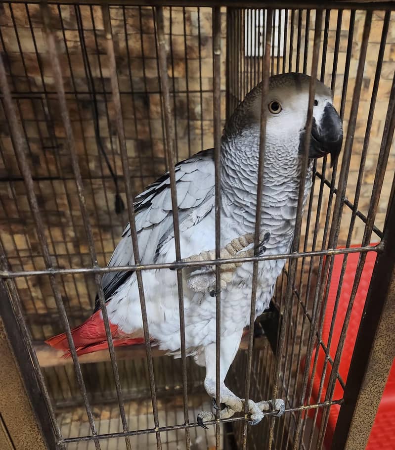 Congo African Grey - Parrots - 1110303961