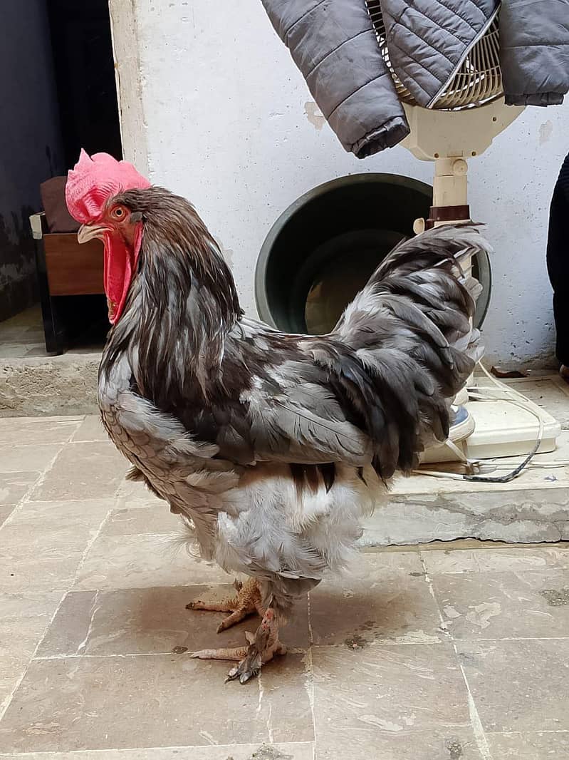 Grey buff Male! - Hens - 1110305028