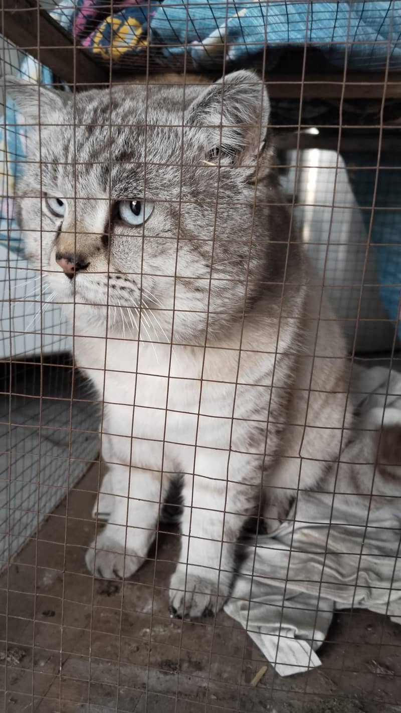 babbar sher for sale - Cats - 1110305172