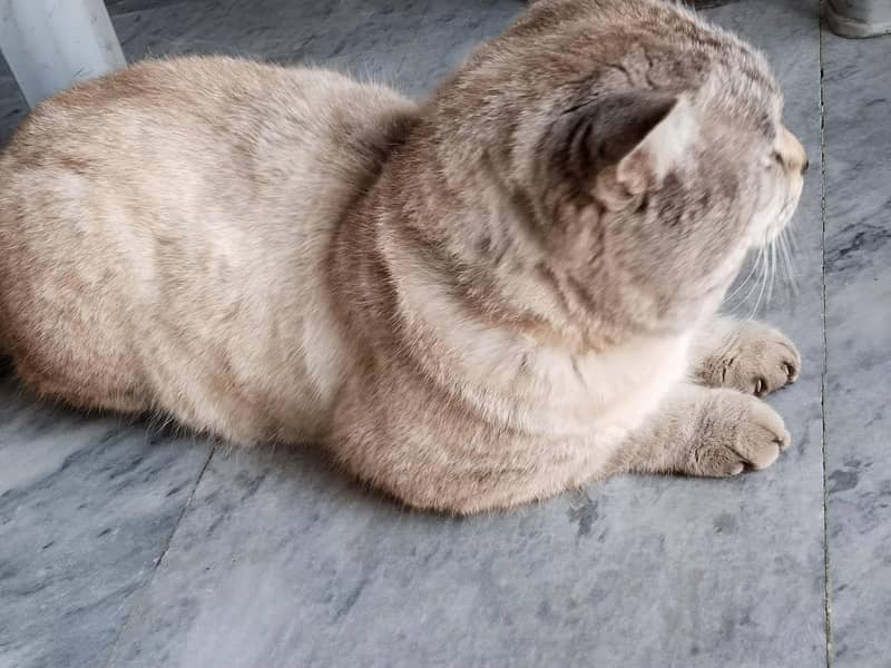 babbar sher for sale - Cats - 1110305172